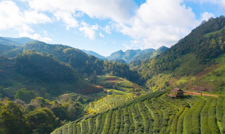 Where to Stay in Cameron Highlands: Guide to the Best Places to Stay